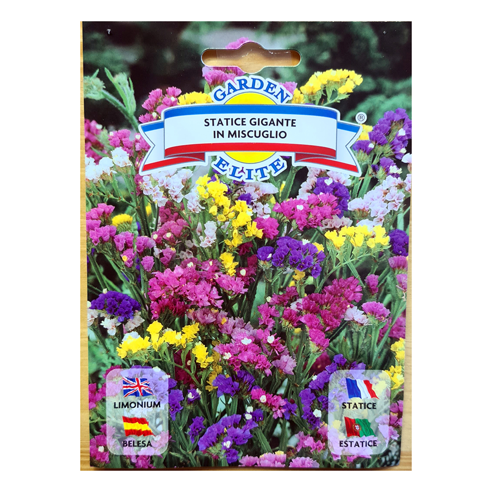 Giant Statice Mix Seeds (Sempreviva) - Derek Garden Centre Malta