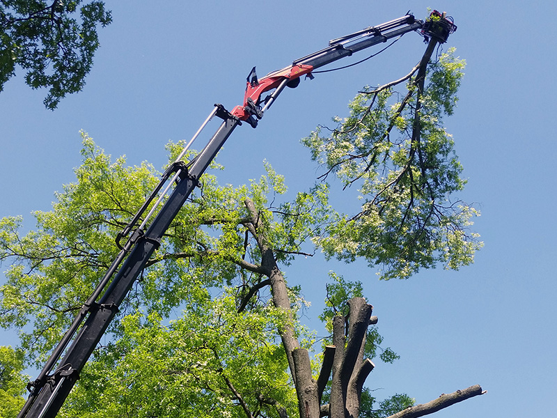 How Crane Services Help Remove Trees for Landscaping Services