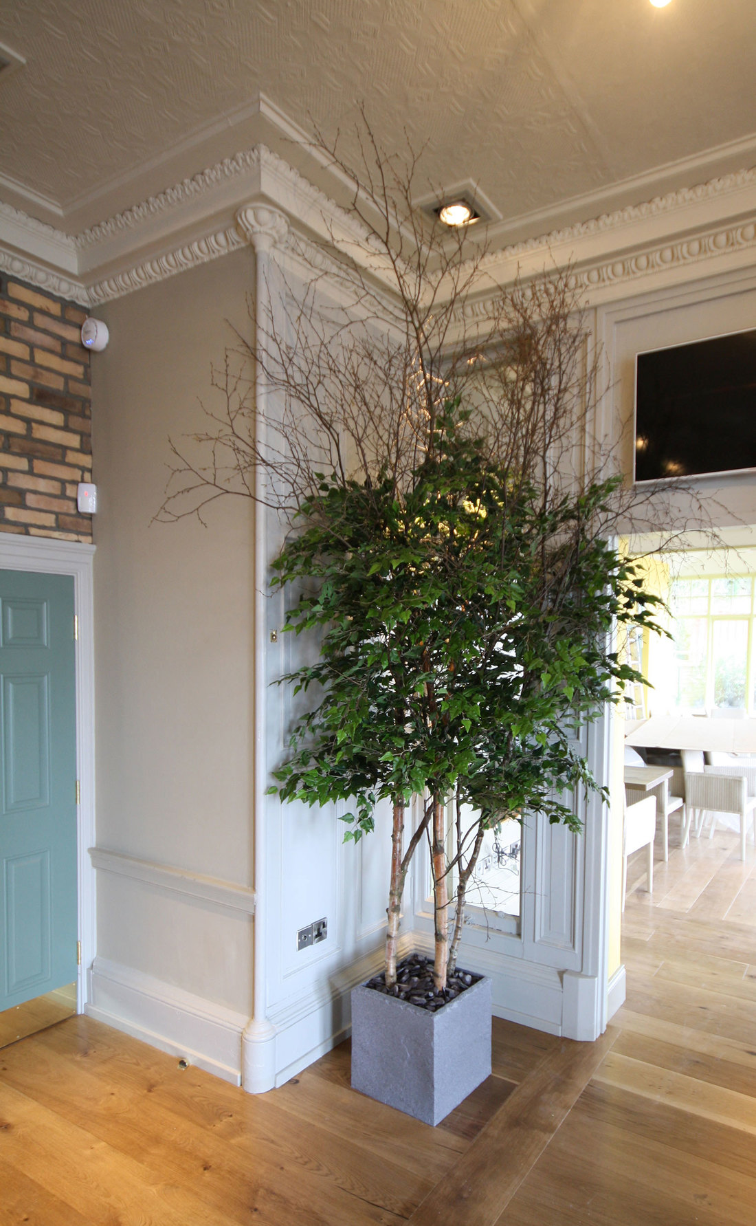 Preserved Wispy Silver Birch Tree | plantART Bespoke
