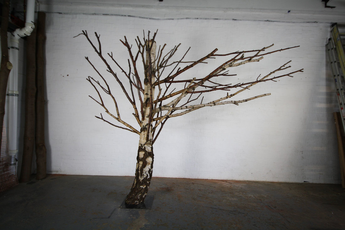 Preserved Bare Birch Trees | plantART Bespoke