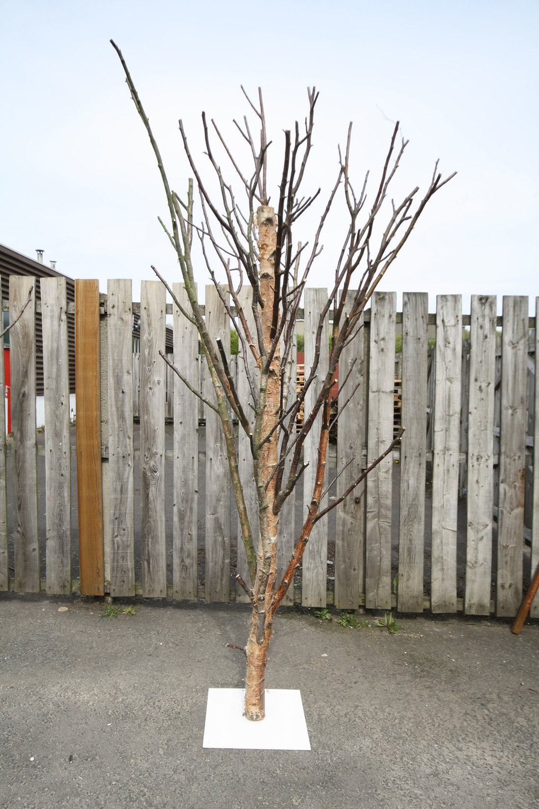 Preserved Bare Birch Trees | plantART Bespoke