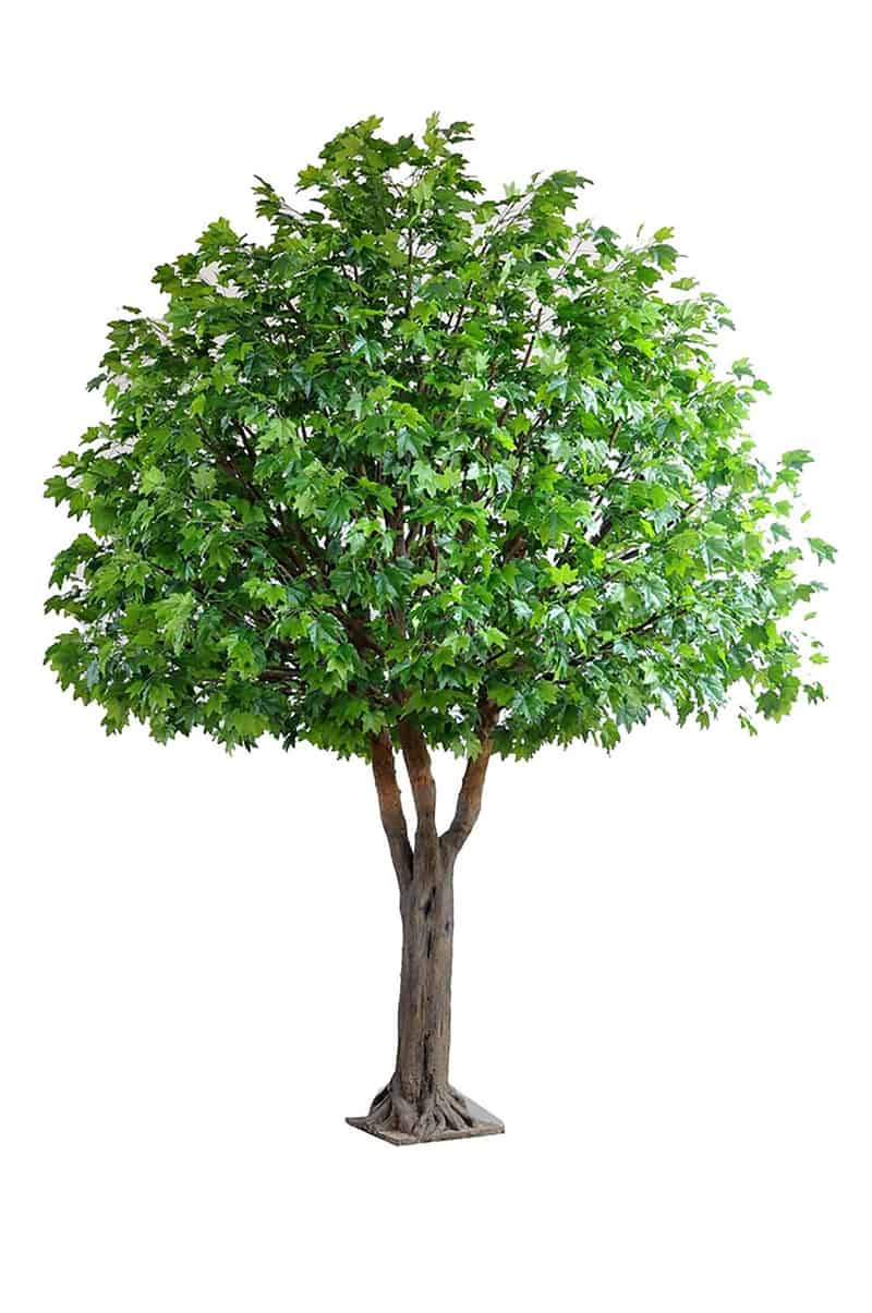 Artificial Maple Trees | plantART Bespoke