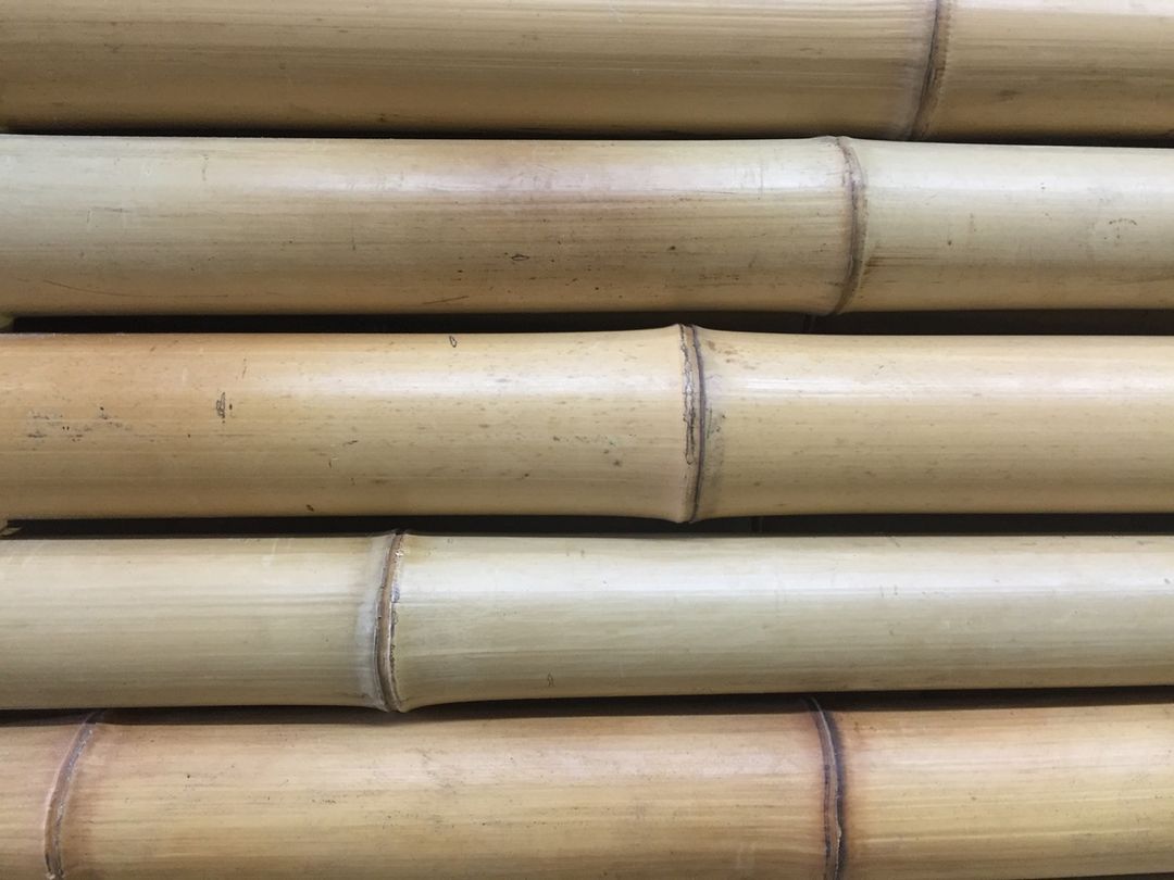 Preserved Coloured Bamboo | plantART Bespoke