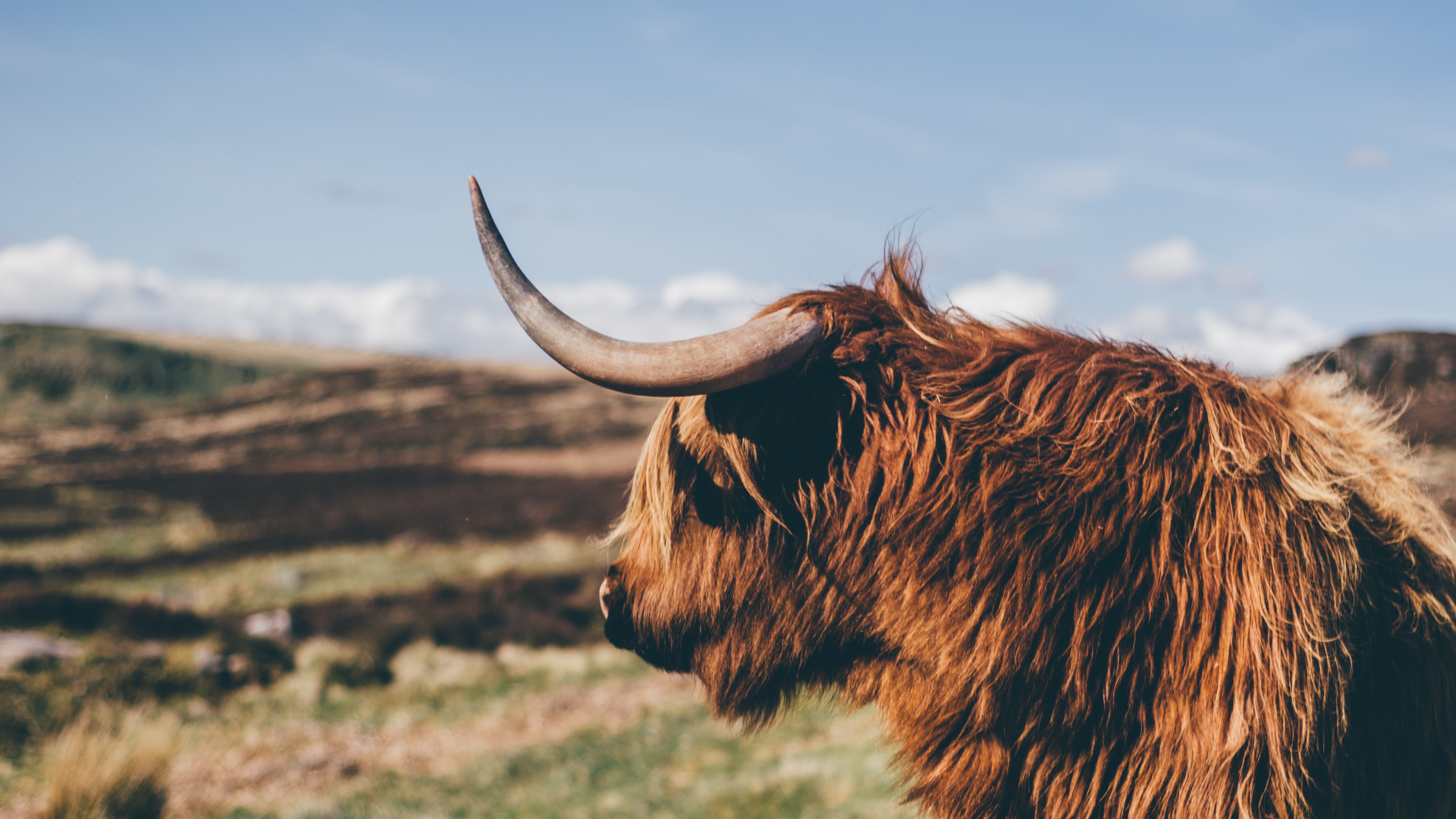 Highland Breed Standards - Australian Highland Cattle Society