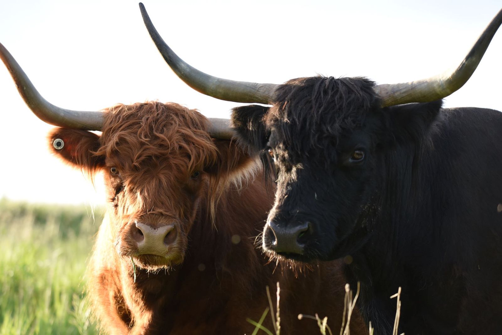 Highland Breed Standards - Australian Highland Cattle Society