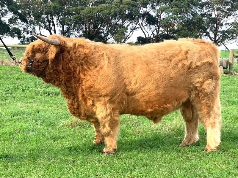 Classifieds - Australian Highland Cattle Society