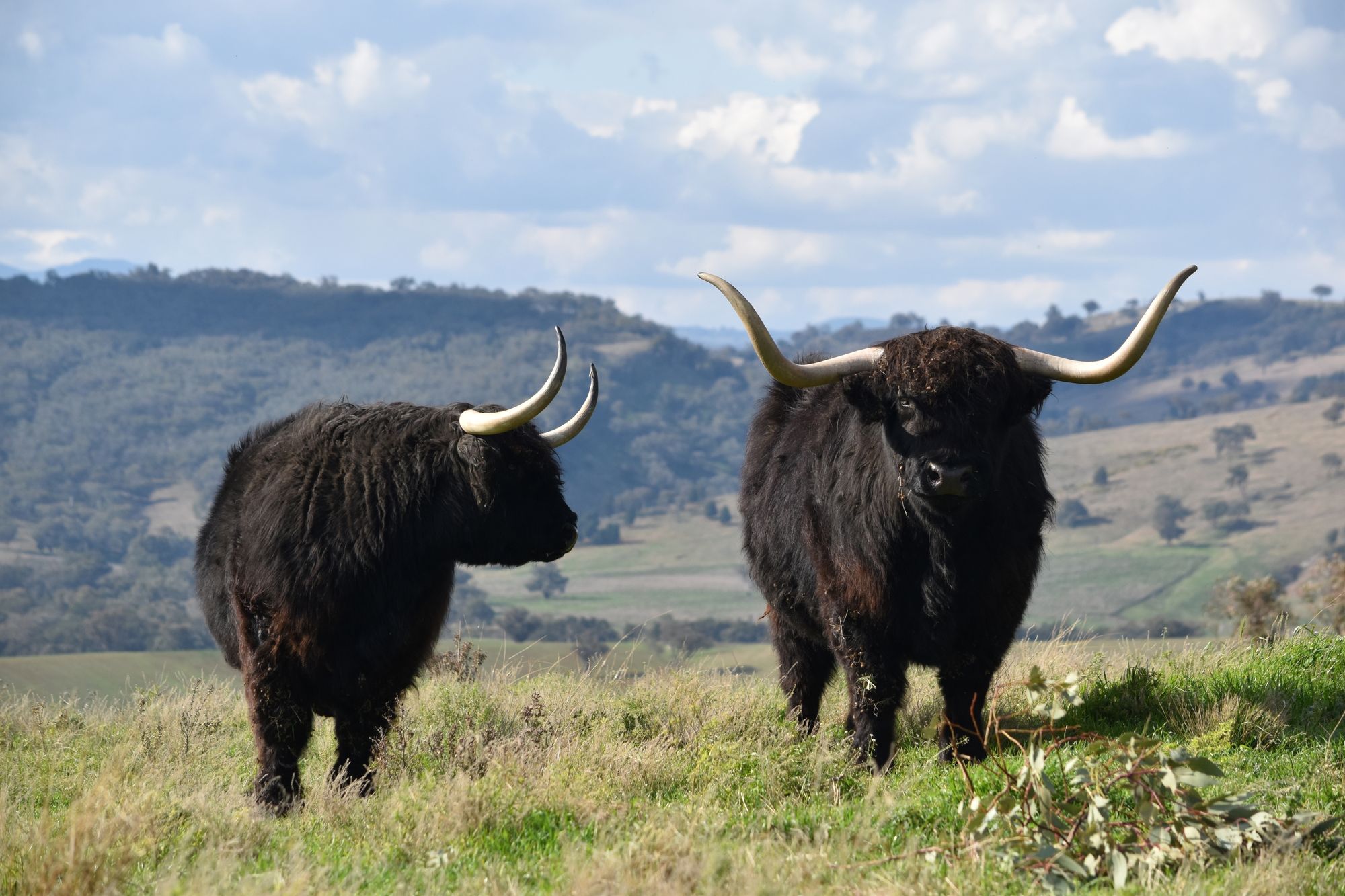 Highland Breed Standards - Australian Highland Cattle Society