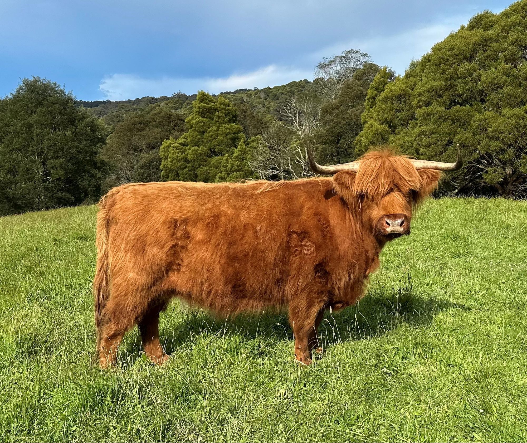 Classifieds - Australian Highland Cattle Society