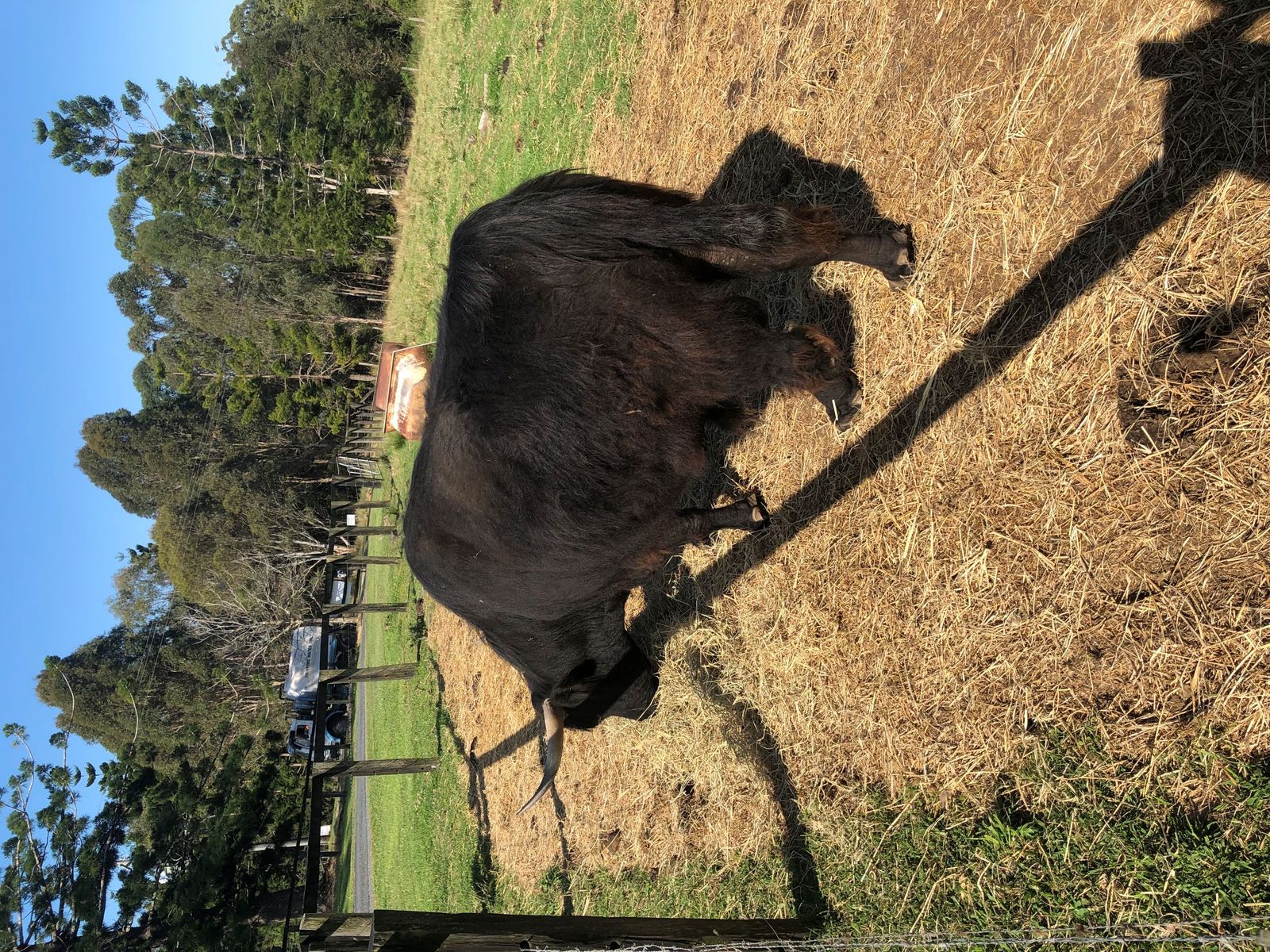 Classifieds - Australian Highland Cattle Society