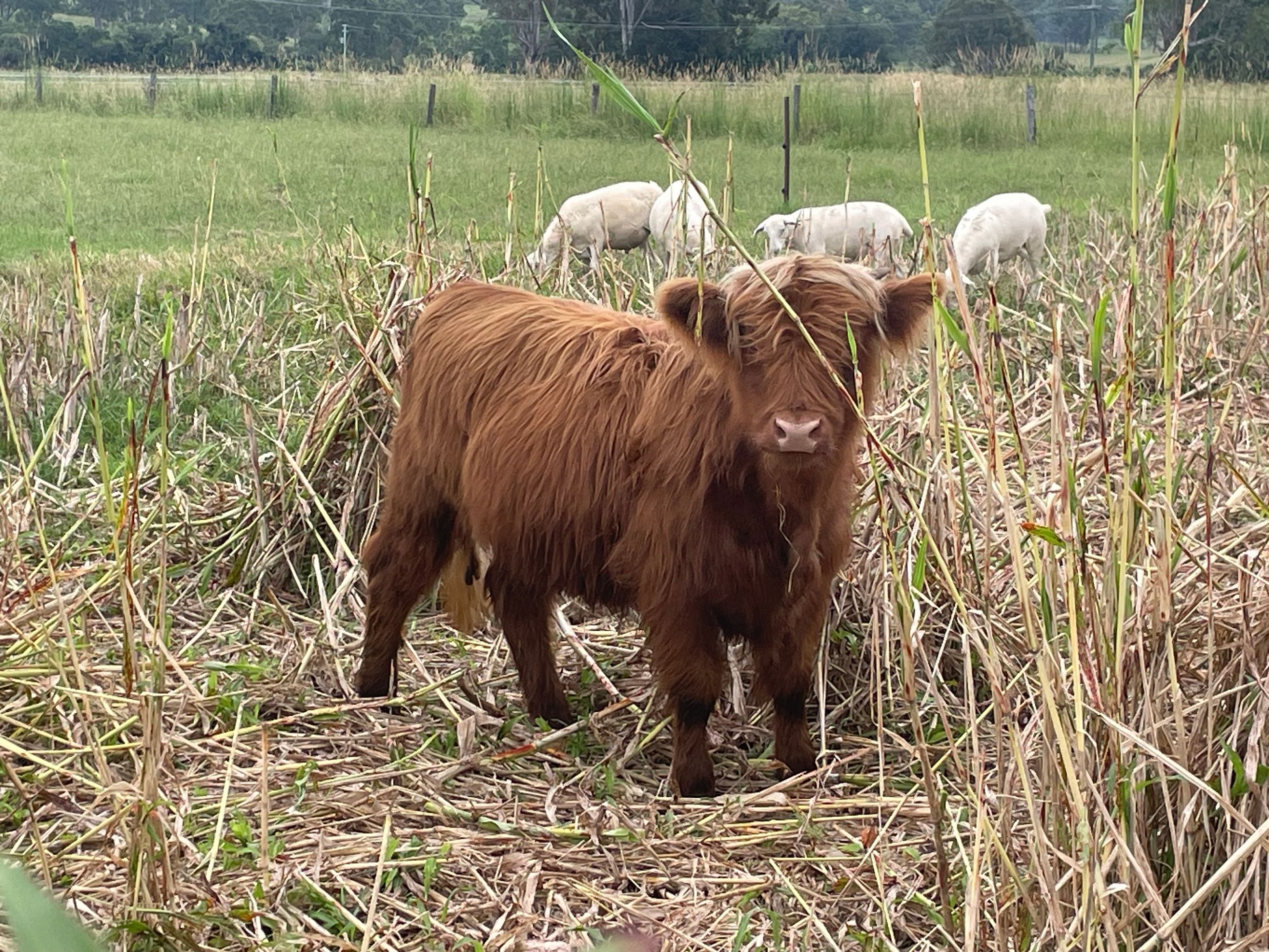 Classifieds - Australian Highland Cattle Society