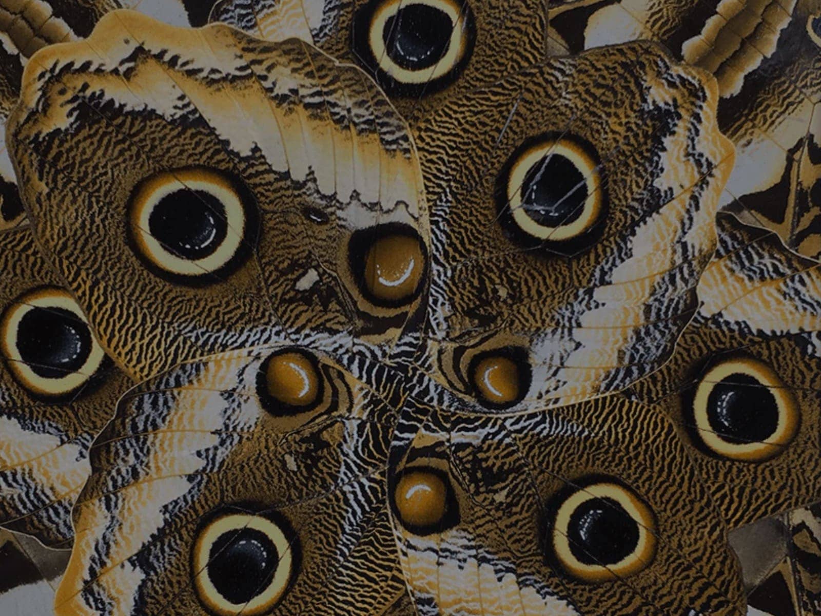 Noctua Chess Set - Purling