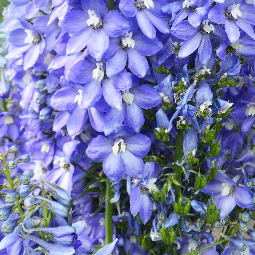 King Charles III Coronation Chess Set - copy / 2 variants - Purling