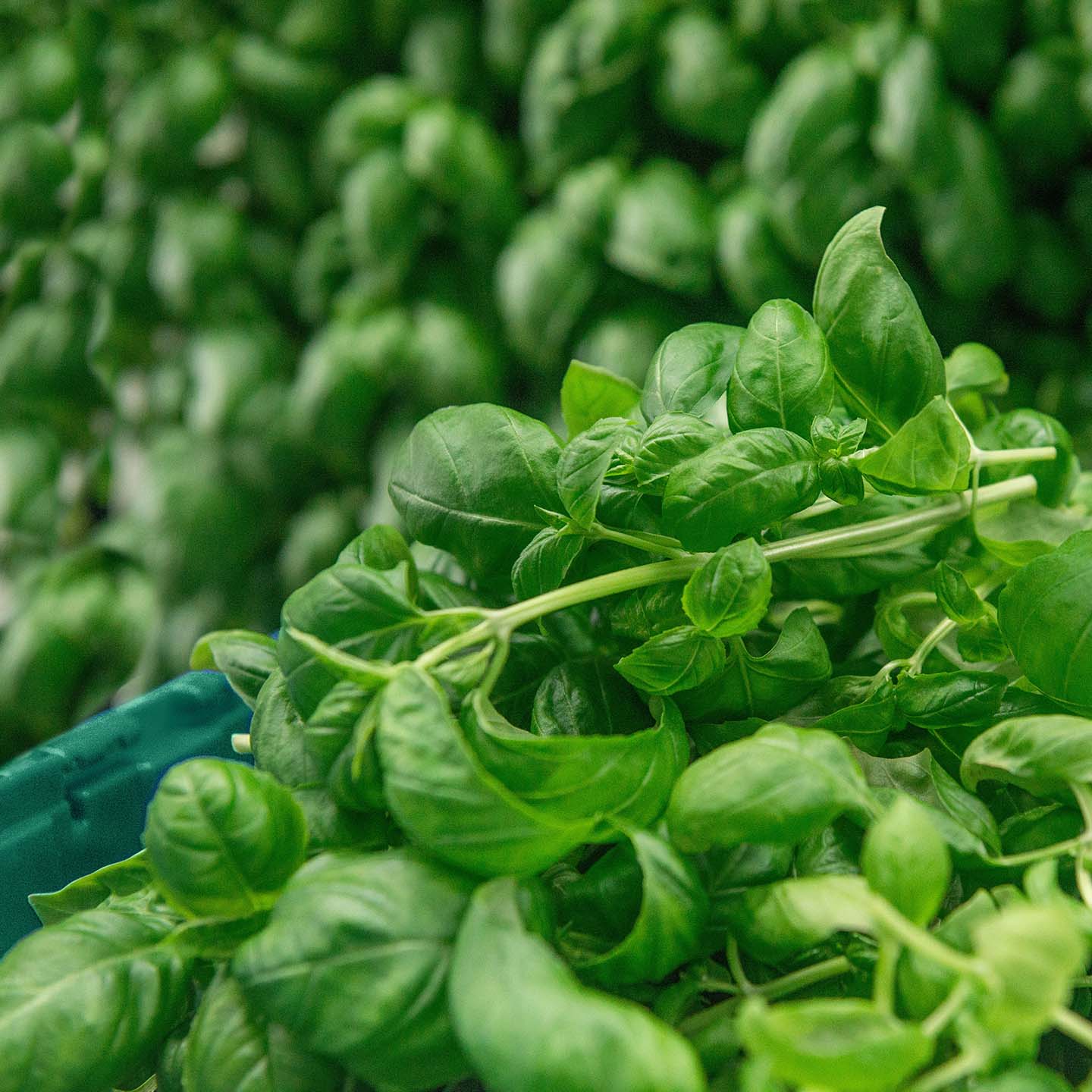 How Square Roots Will Bring Real Food to People in Cities Across North ...