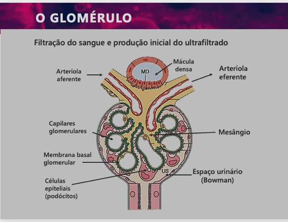 Doenças glomerulares: como esse tema pode ser cobrado nas provas?
