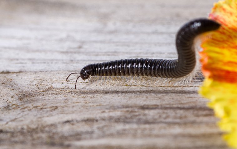 Pest Library | Alta Pest Control