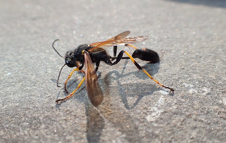 Pest Library | Alta Pest Control