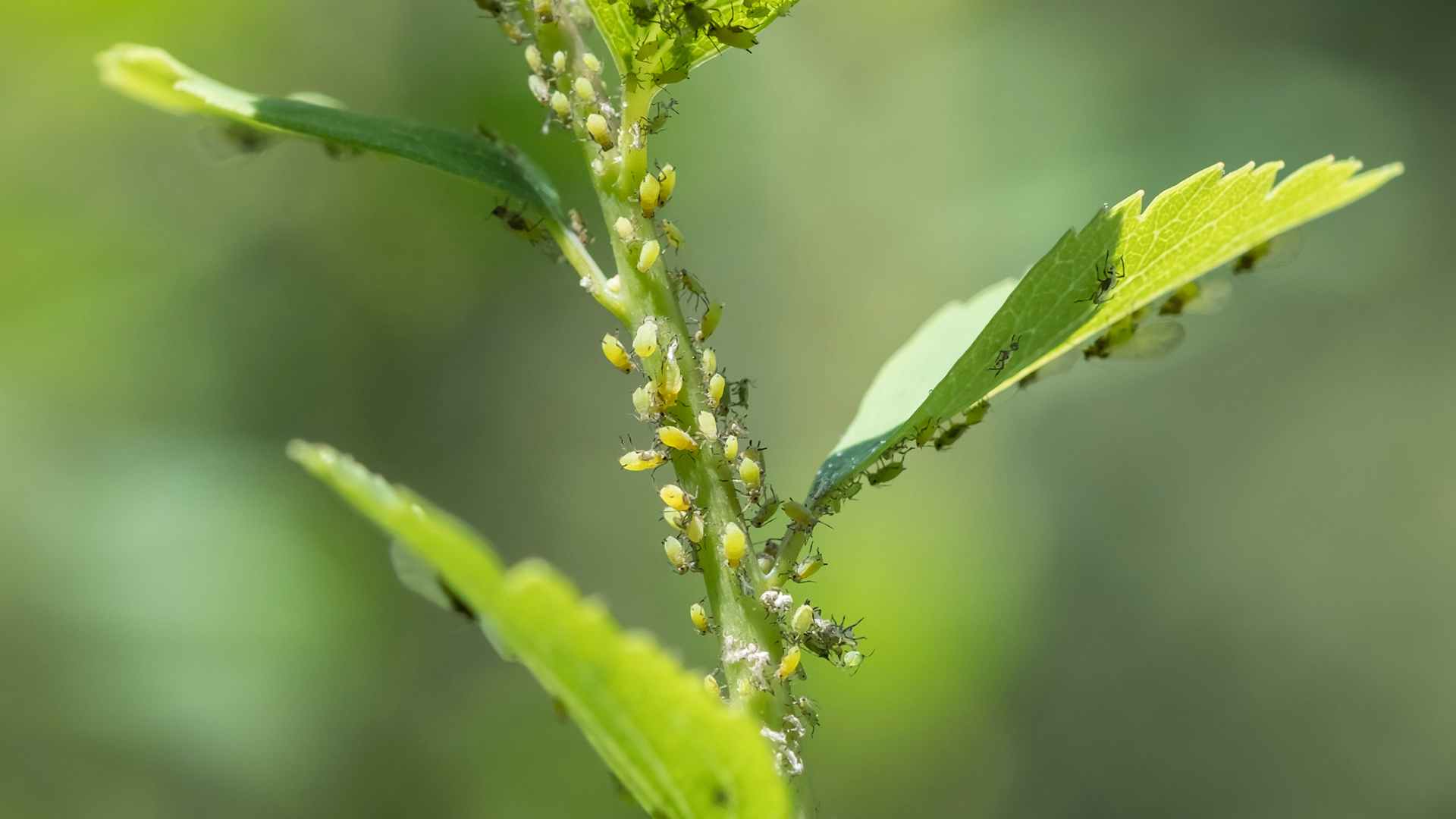 What are Aphids? | Alta Pest Control
