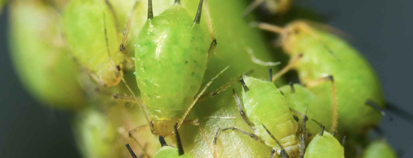 What are Aphids? | Alta Pest Control