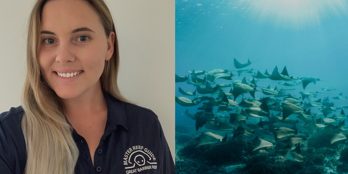 A Turtle Spectacle on Lady Elliot Island | Airguides