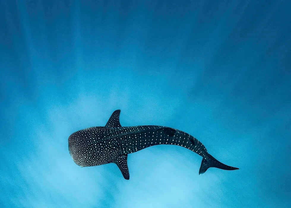 Ningaloo with Brooke Pyke: Intimate Ocean Photography Safari | Airguides