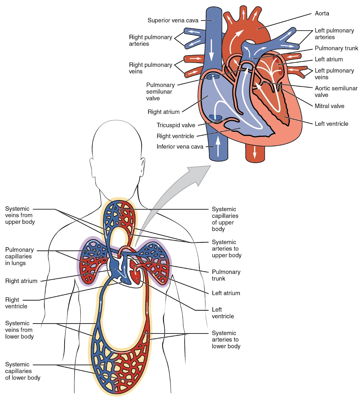 Blood Circulation In Heart Flowchart In 14 Steps Blood Circulation In Heart Flowchart In 14 Steps