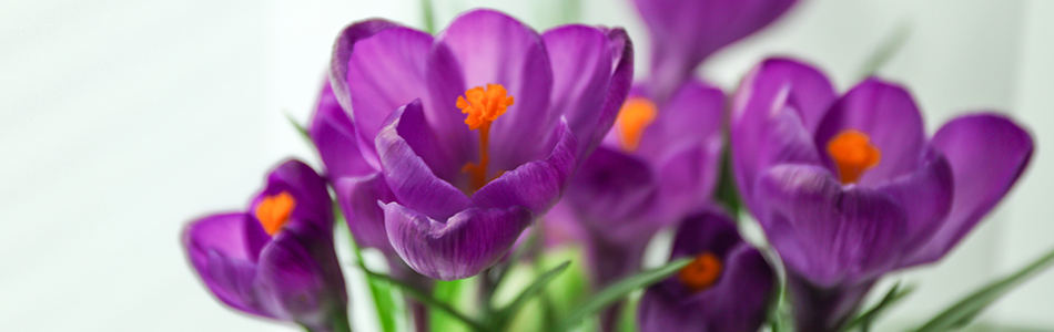 Jersey Lawyer Builds Electronic Document Bundles with Zylpha