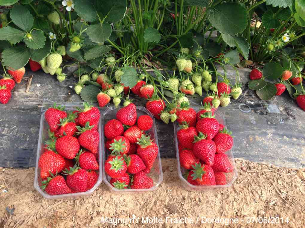 Doriane | Blog — Marionnet Label Berry breeding