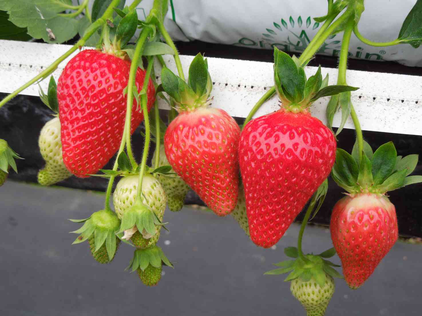 Doriane | Blog — Marionnet Label Berry breeding