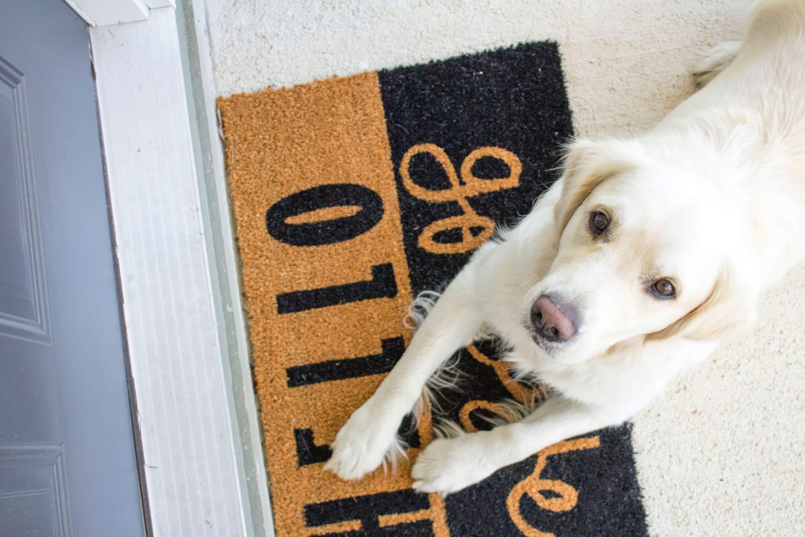 Teardown: 5 Best Welcome Email Examples from eCommerce