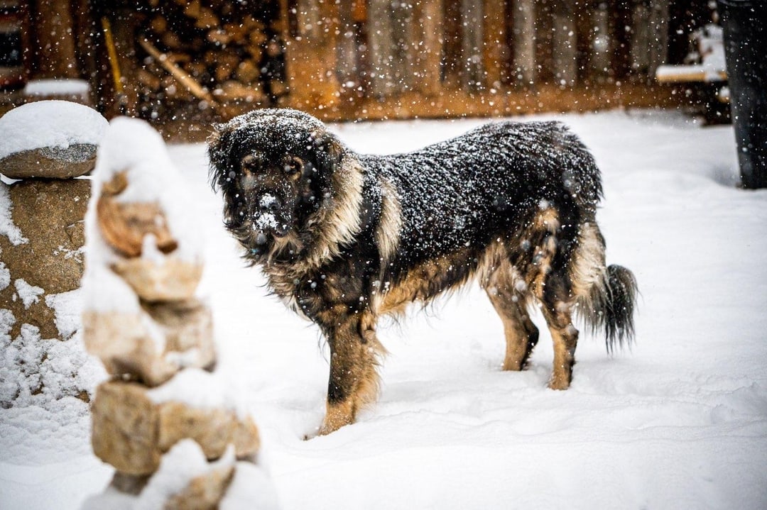 Home | Sarplaninacs.com