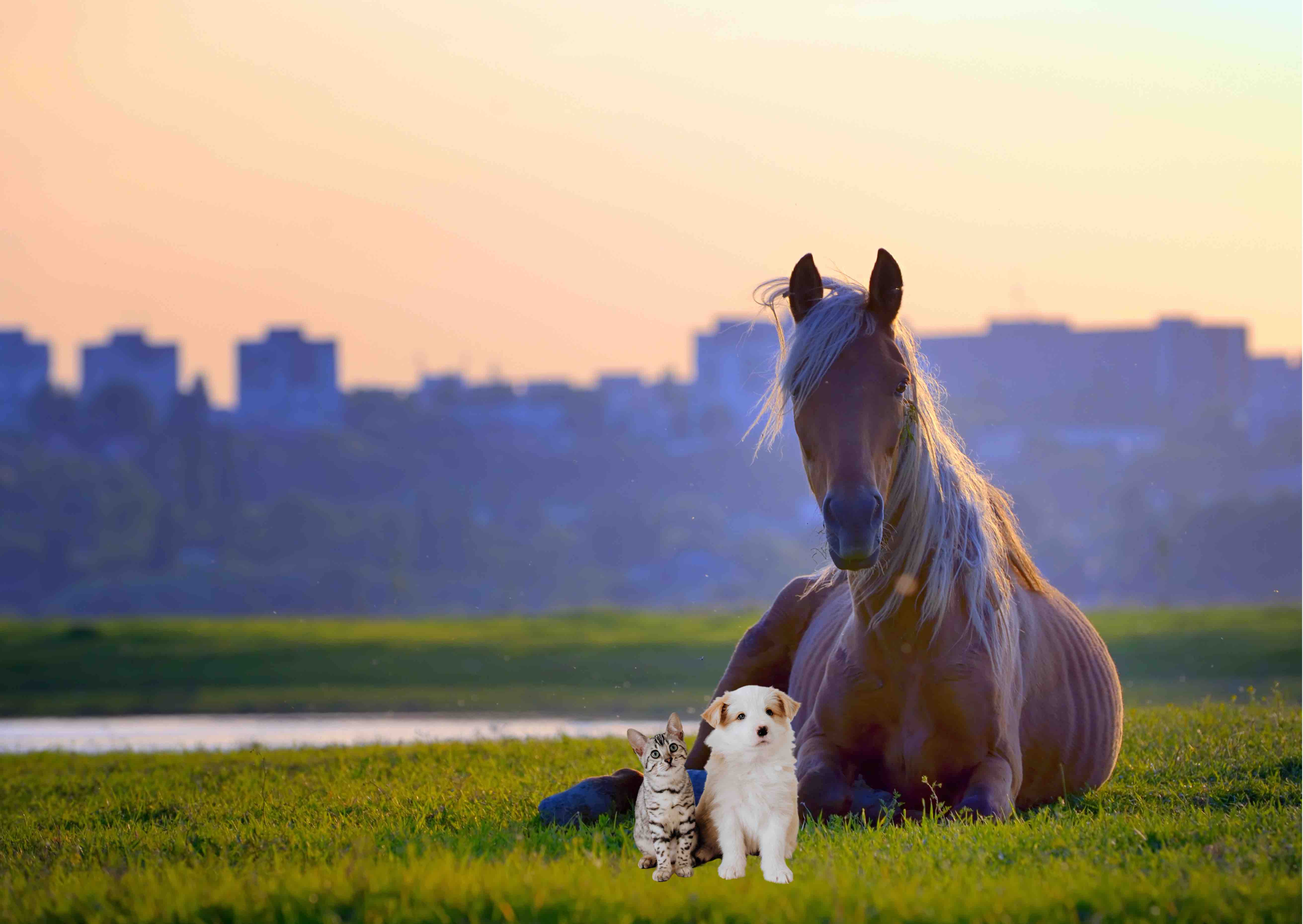 Unlock the Secret to Optimal Health & Wellbeing for Your Animals ...