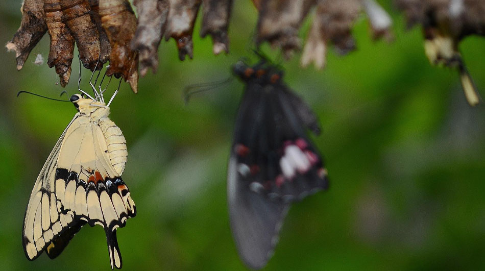 Qu’est-ce qui se passe dans le cocon… ou plutôt dans la nymphe ...