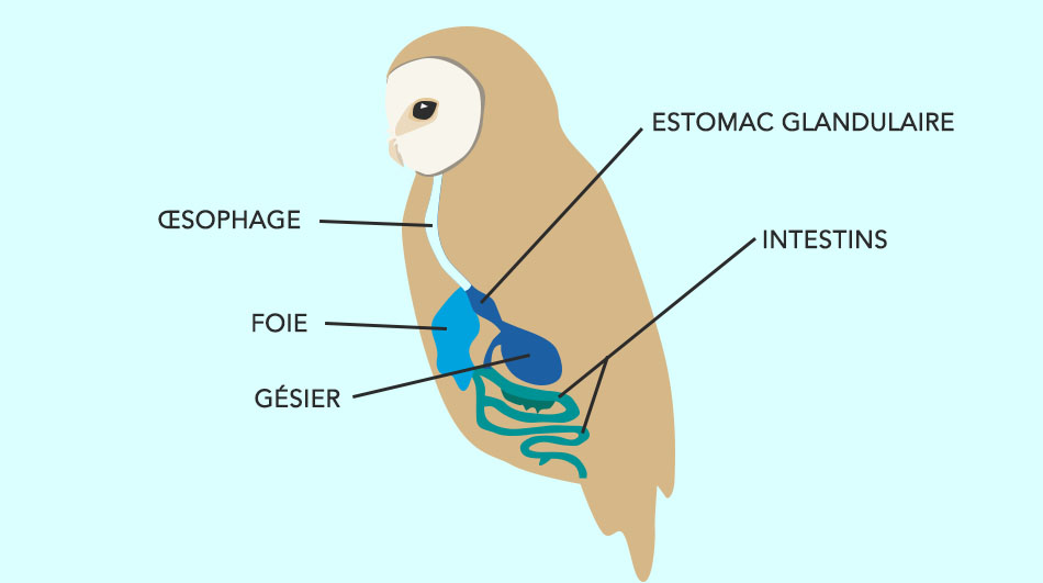Les oiseaux mangent des cailloux - Blogue de GUEPE
