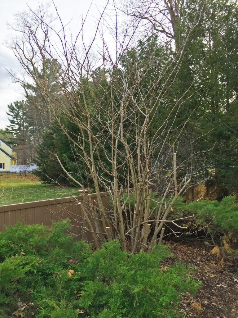 Pruning a Viburnum | Artistic Landscapes