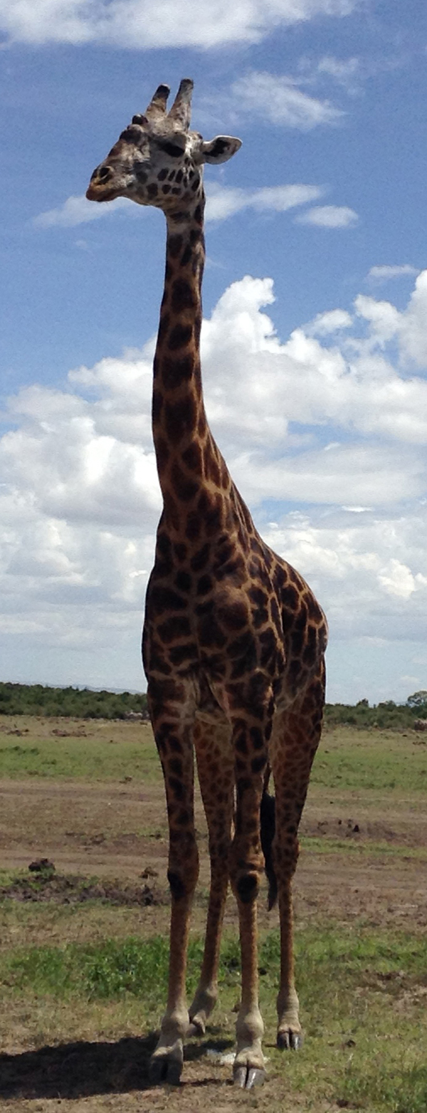 Magical Kenya | GoCruise & Travel Blog