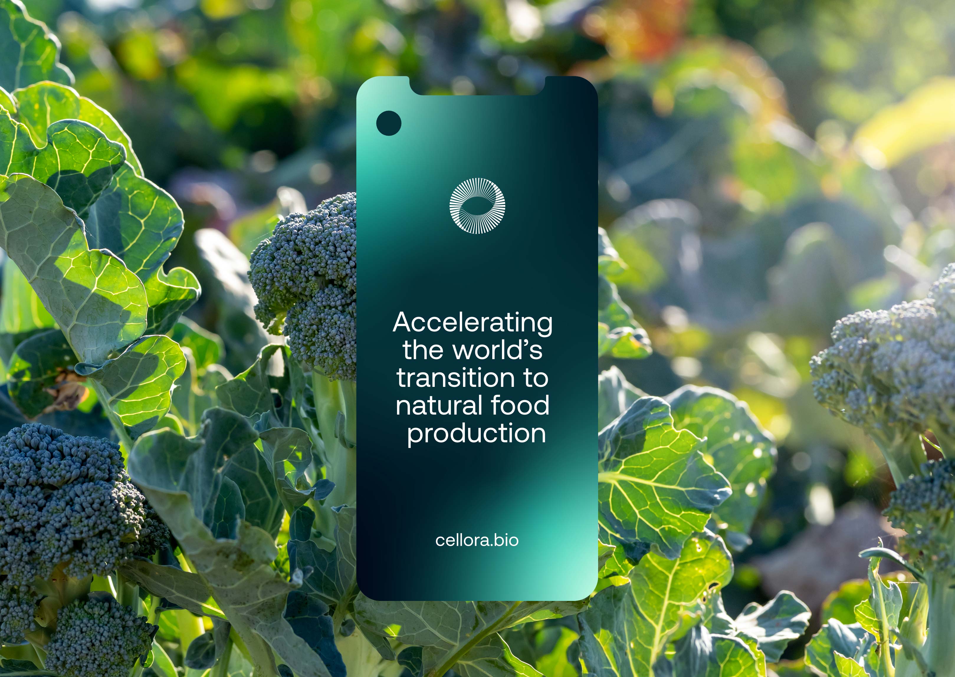 Cellora | Branding by WOODS Agency | Strategy - Branding - Website ...