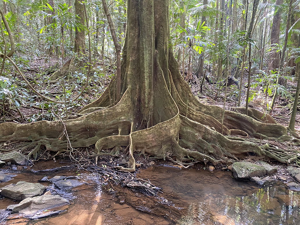 Nature immersion - Experiences on Young Stroke