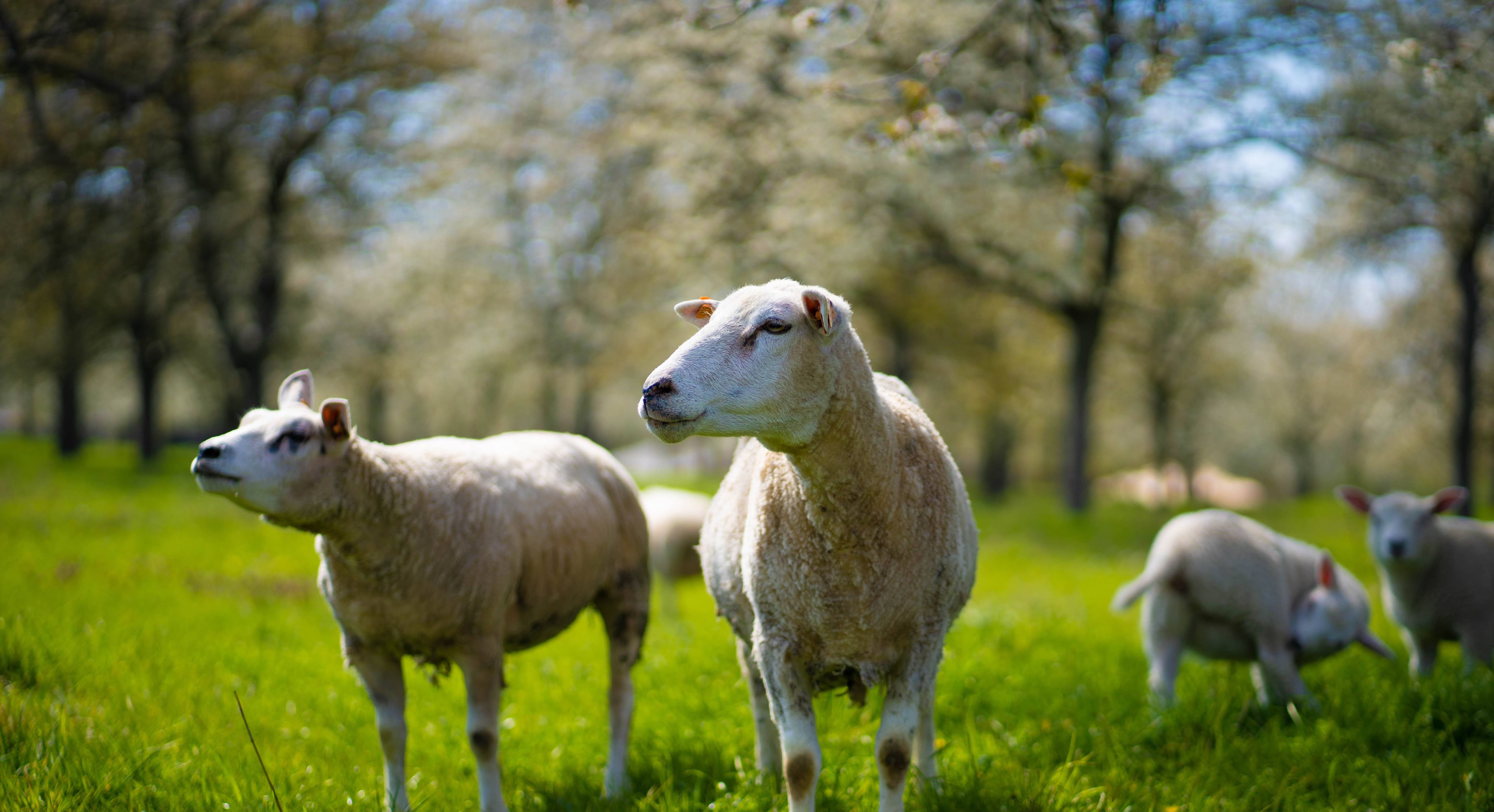 The 2023 Australian Animal Welfare Survey | Project | BehaviourWorks Australia