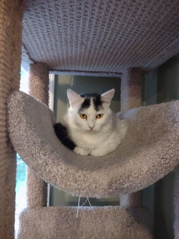 Wiggly Tails Dog Rescue - Adoptable Dogs