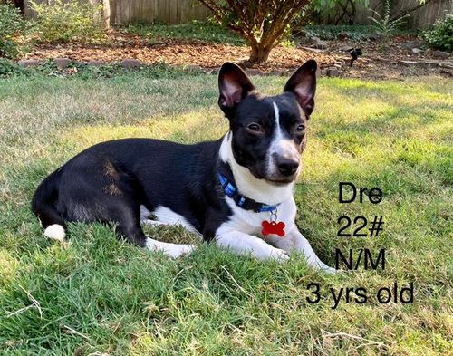 Wiggly Tails Dog Rescue - Adopt a Rescued Dog