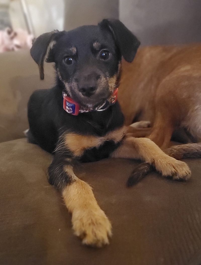 Wiggly Tails Dog Rescue - Adopt a Rescued Dog