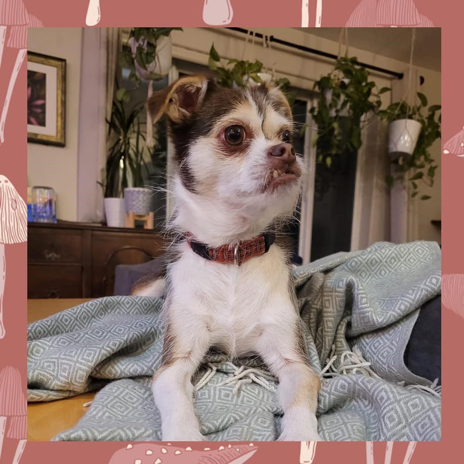 Wiggly Tails Dog Rescue