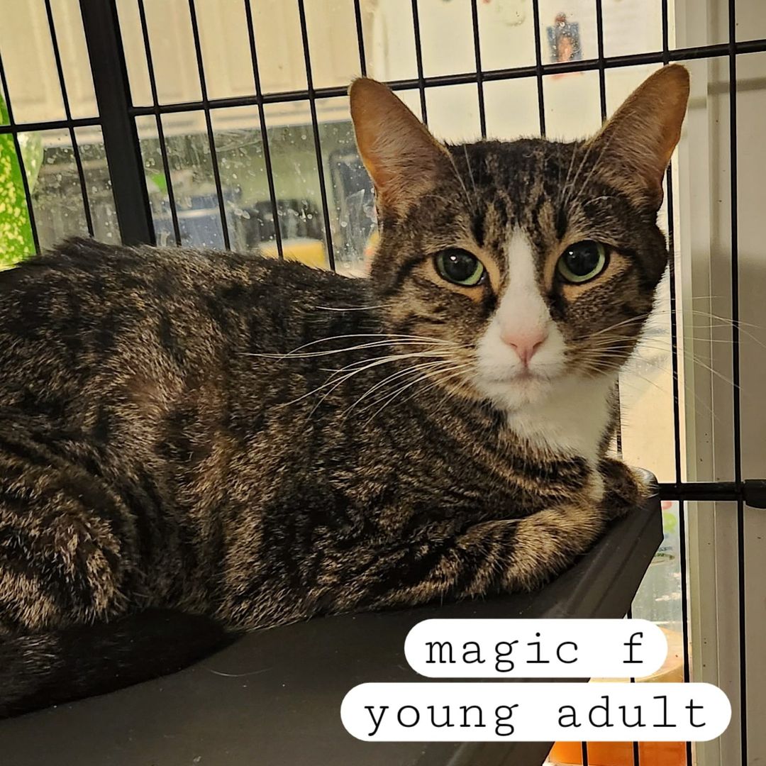 Wiggly Tails Dog Rescue - Adopt a Rescued Dog