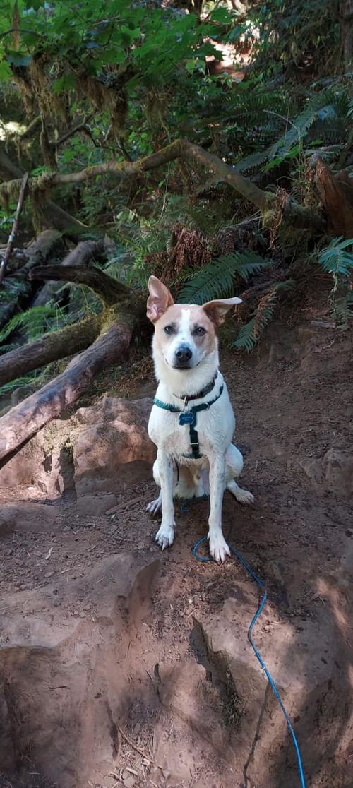 Wiggly Tails Dog Rescue - Adopt a Rescued Dog