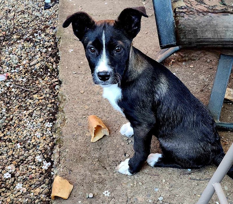 Wiggly Tails Dog Rescue - Adopt a Rescued Dog