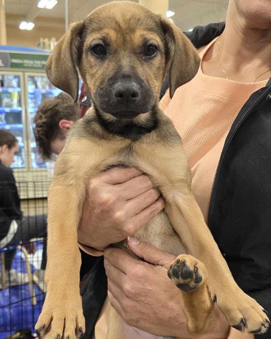 Wiggly Tails Dog Rescue - Adopt a Rescued Dog