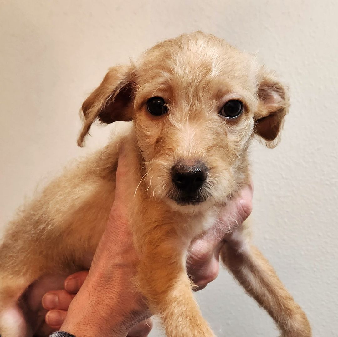 Wiggly Tails Dog Rescue - Adopt a Rescued Dog