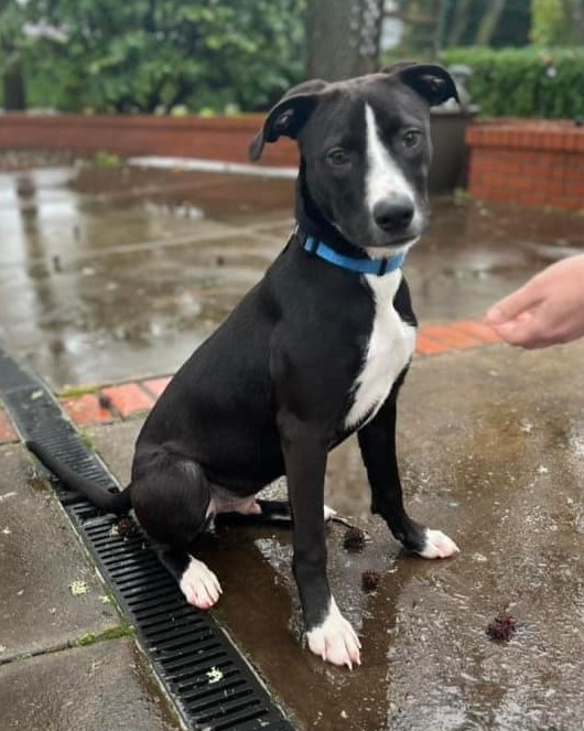 Wiggly Tails Dog Rescue - Adopt a Rescued Dog