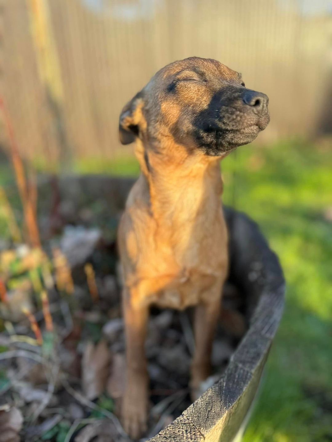 Wiggly Tails Dog Rescue - Adopt a Rescued Dog