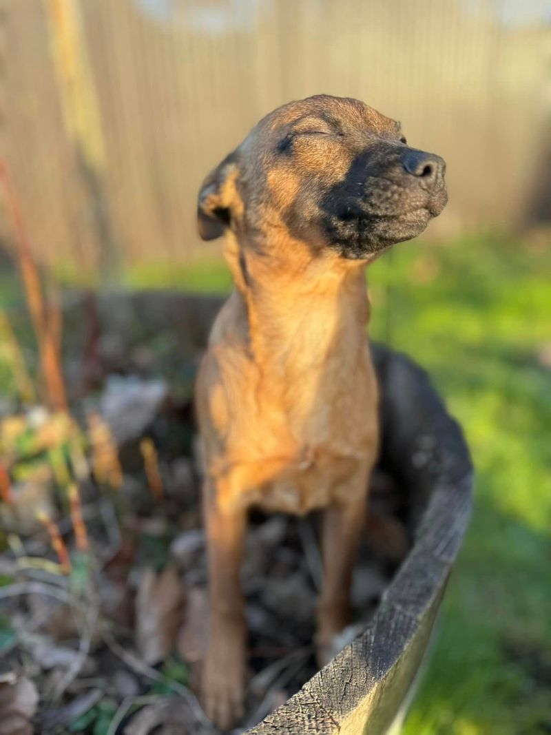 Wiggly Tails Dog Rescue - Adopt a Rescued Dog